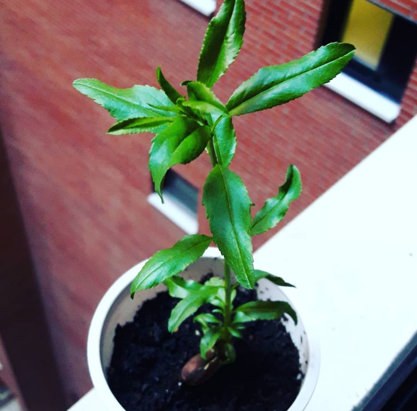 🌳 Cómo germinar almendras en 14 días Huerta Forestal