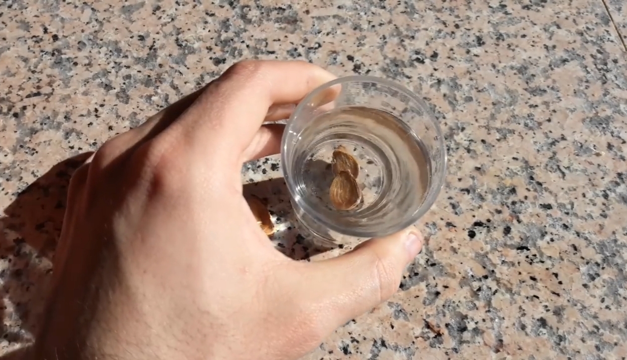 🌳 Cómo germinar almendras en 14 días Huerta Forestal