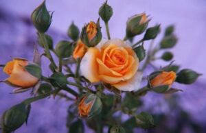 Cuidados del rosal mini Flores de pitimini todo el año Huerta Forestal